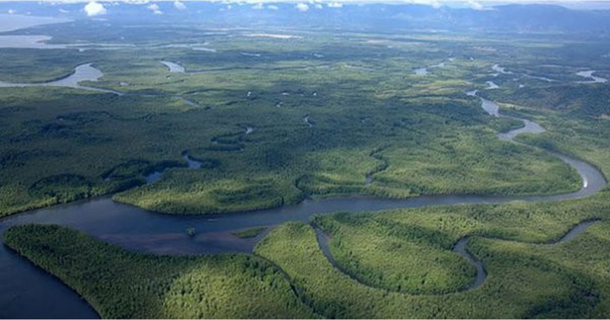 Costa Rica: illegale teelt van ananas en cannabis in natuurgebieden rukt op