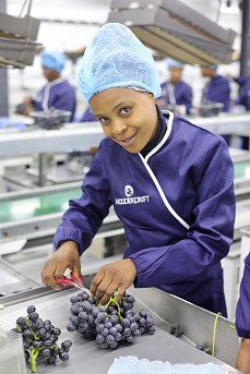 Druiventelers in Zuid-Afrikaanse regio Hex River maken haast met oogst ...