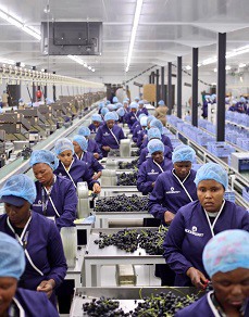 Druiventelers in Zuid-Afrikaanse regio Hex River maken haast met oogst ...