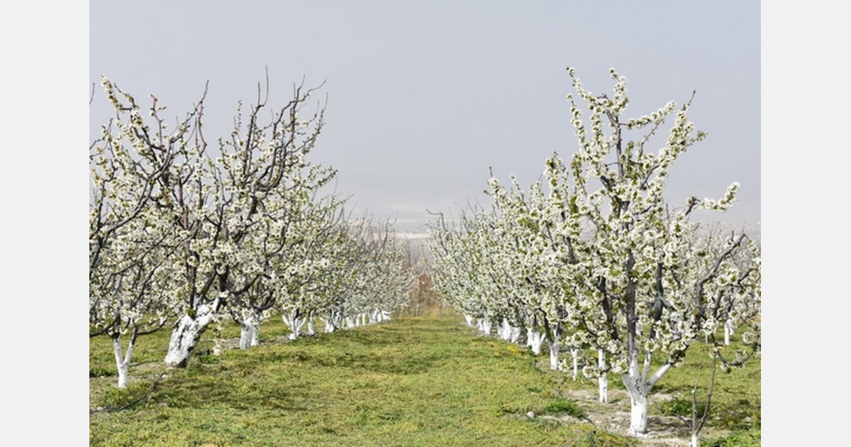 Gunstig weer voor Turkse kersen