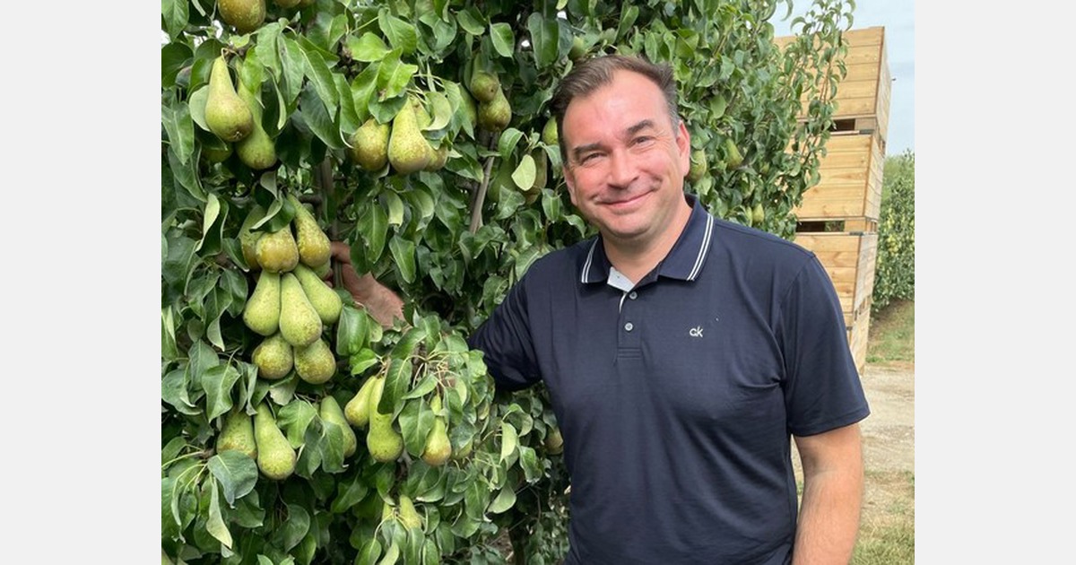 Eerste lading Belgische Conference-peren in Ierland aangekomen