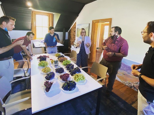 Zuid-Afrikaans druivenseizoen mogelijk weer op schema