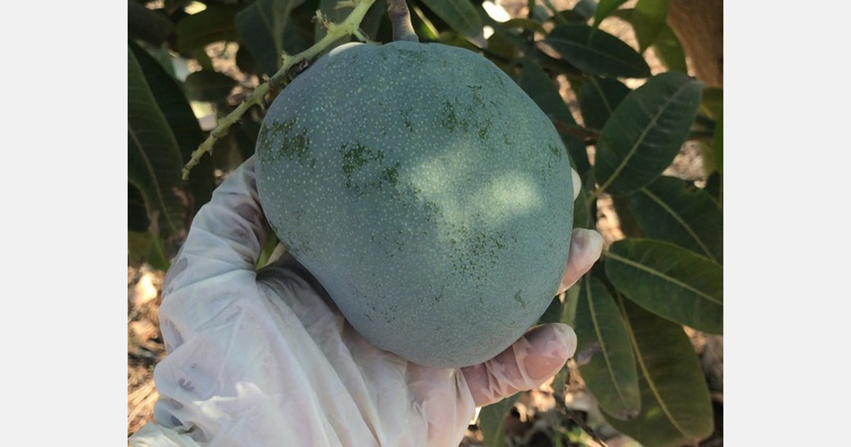 "Egyptische mango-oogst hoger dan vorig seizoen"