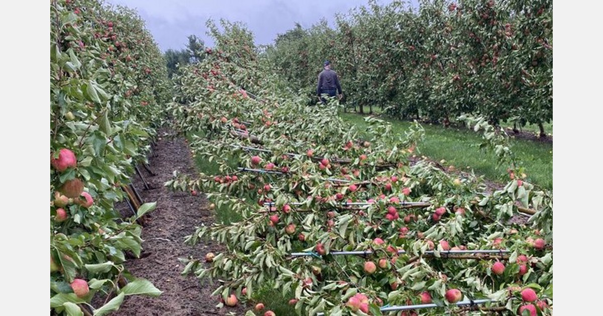 Boomgaarden aan Canadese oostkust getroffen door orkaan Fiona