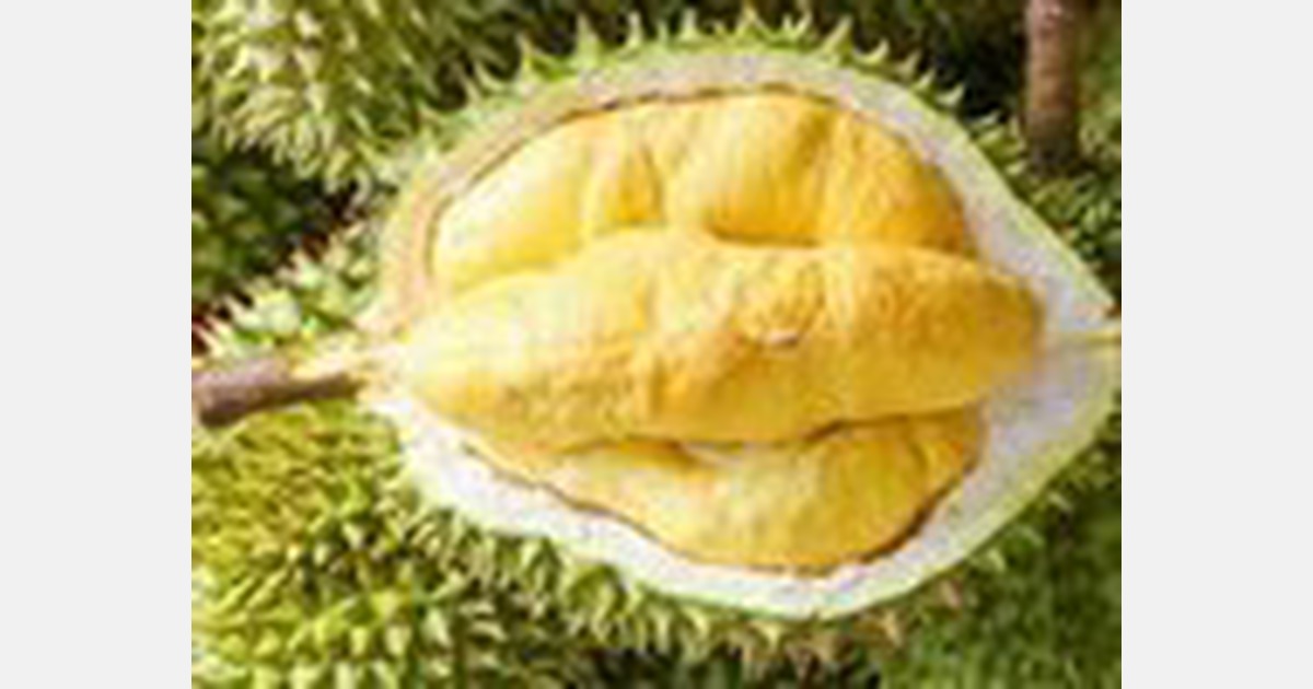 Vietnamese Ri6 durian nu verkrijgbaar in Britse retail