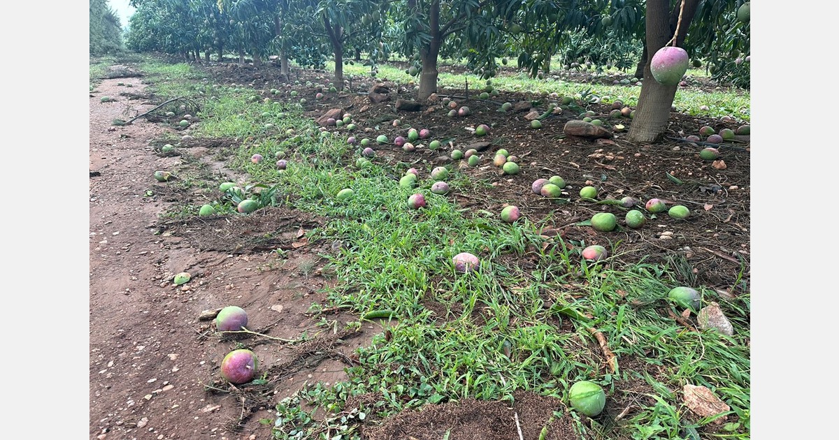 'Mini-tornado' rukt mango's in Limpopo van bomen