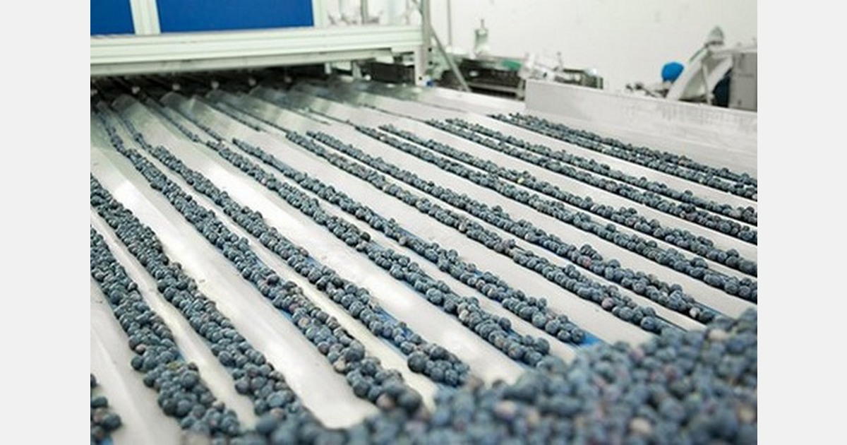 Blueberry Vision 2 en Blueberry Vision 3 te koop