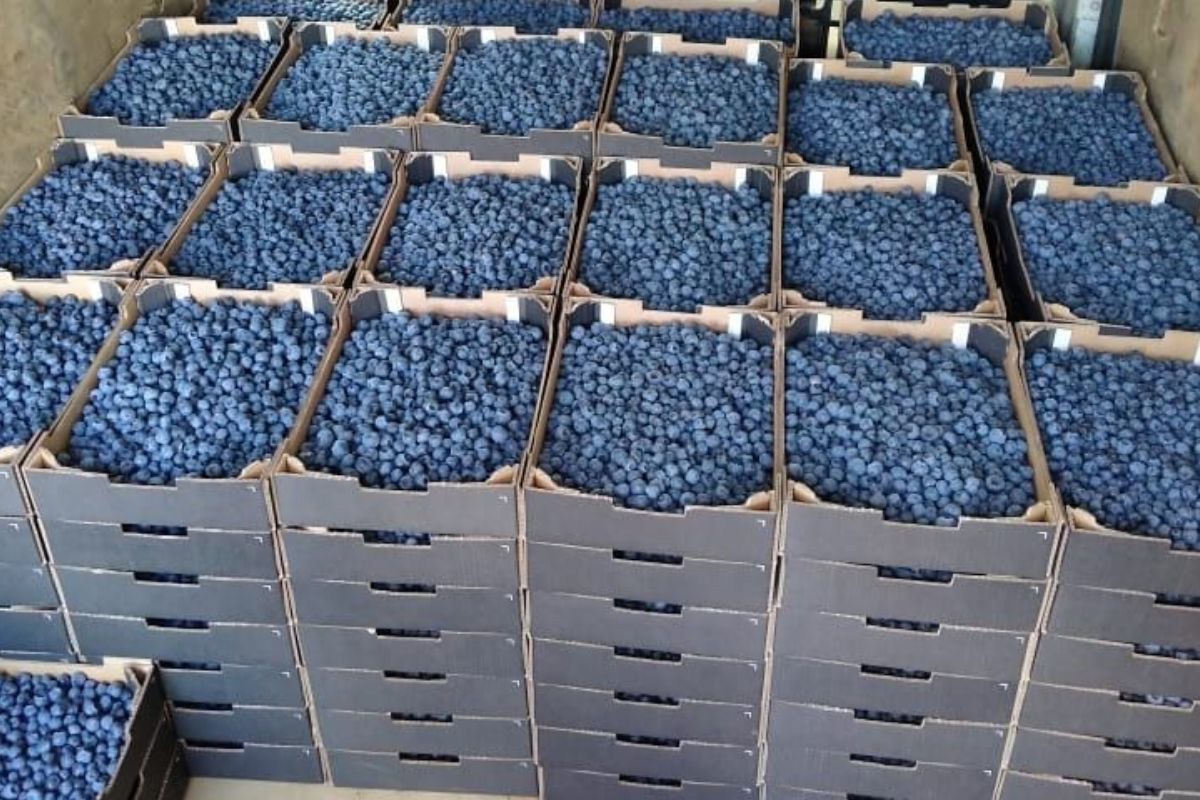 "Marokkaanse blauwe bessen ondervinden weinig concurrentie"