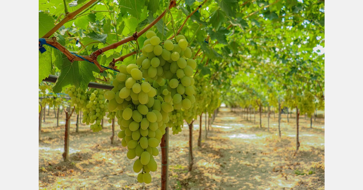 GrapeHub Foundation betaalt schoolgeld in Zuid-Afrika