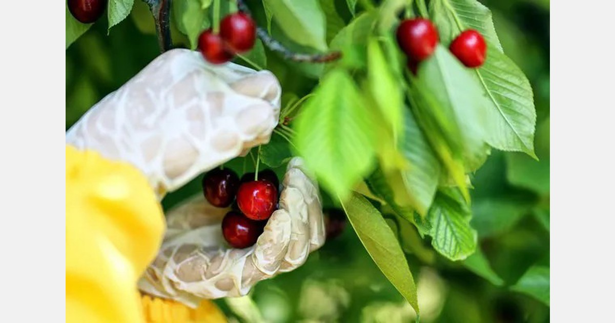 "Het weer in Turkije is perfect voor de kersen"