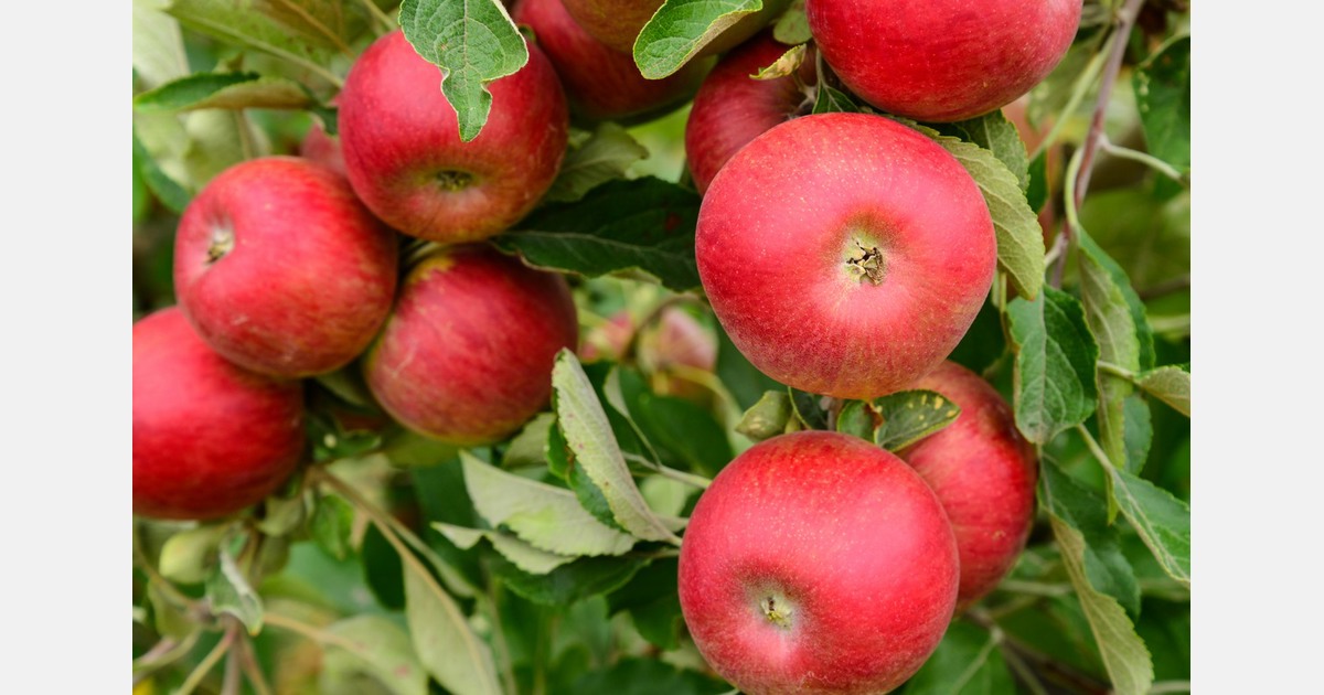 "Hoewel kleinere appelen, is het een van de beste oogsten in jaren"
