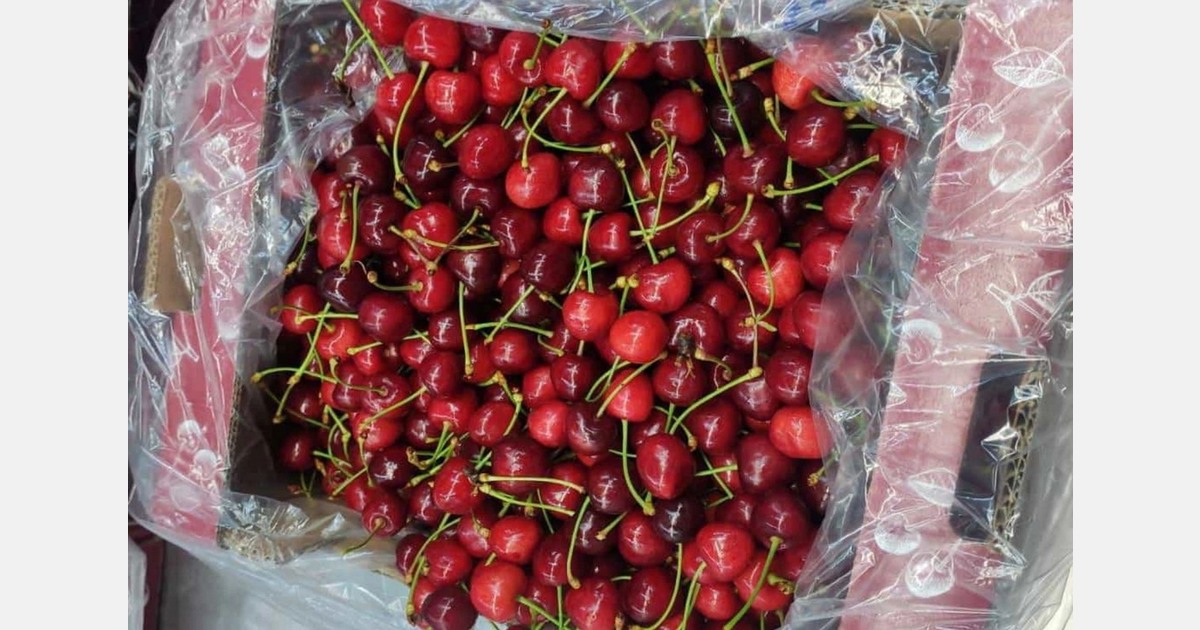 "Turkse kersenoogst zal dit seizoen een record bereiken"