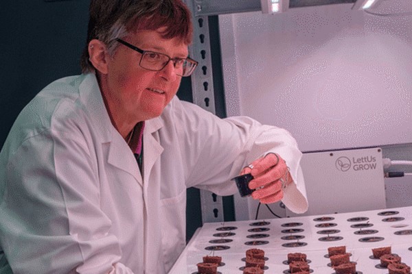 Uien telen in een zeecontainer