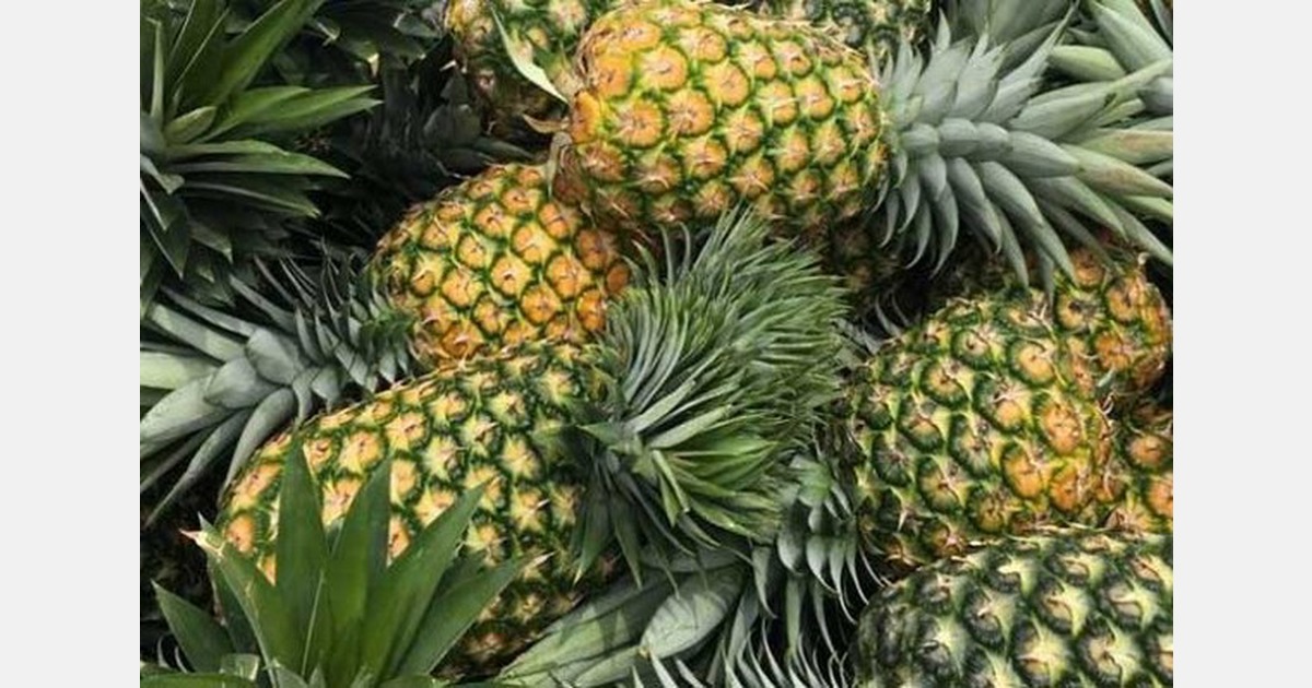 Costa Rica oogst 2,9 mln ton ananas