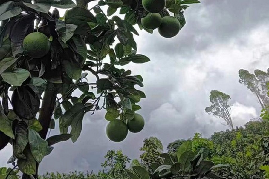 Oogst Chinese pomelo -50%