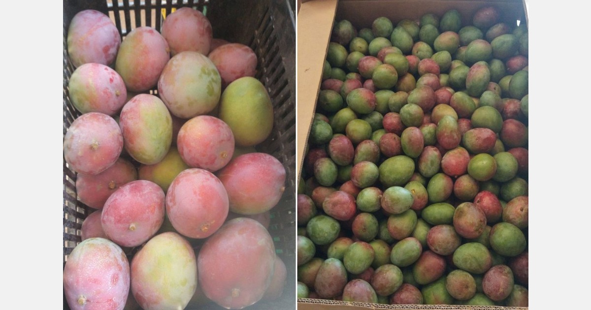 Abrupt einde mango-seizoen Senegal