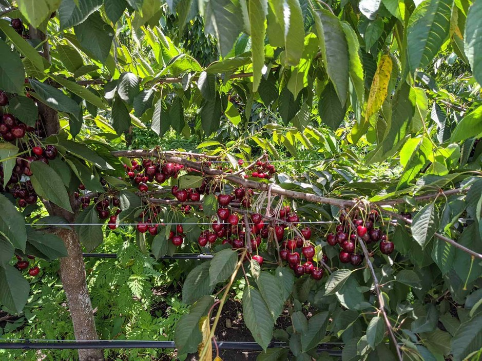Moldavische Kordia en Regina kersen naar België