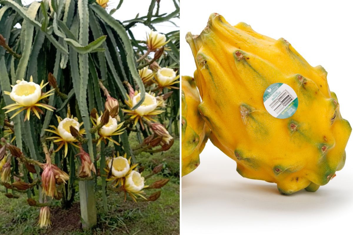 Aanvoer gele dragonfruit uit Ecuador neemt geleidelijk toe