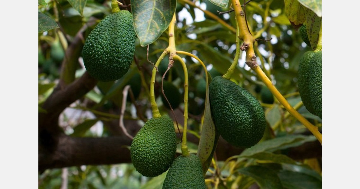 Meer aanbod van Mexicaanse avocado's