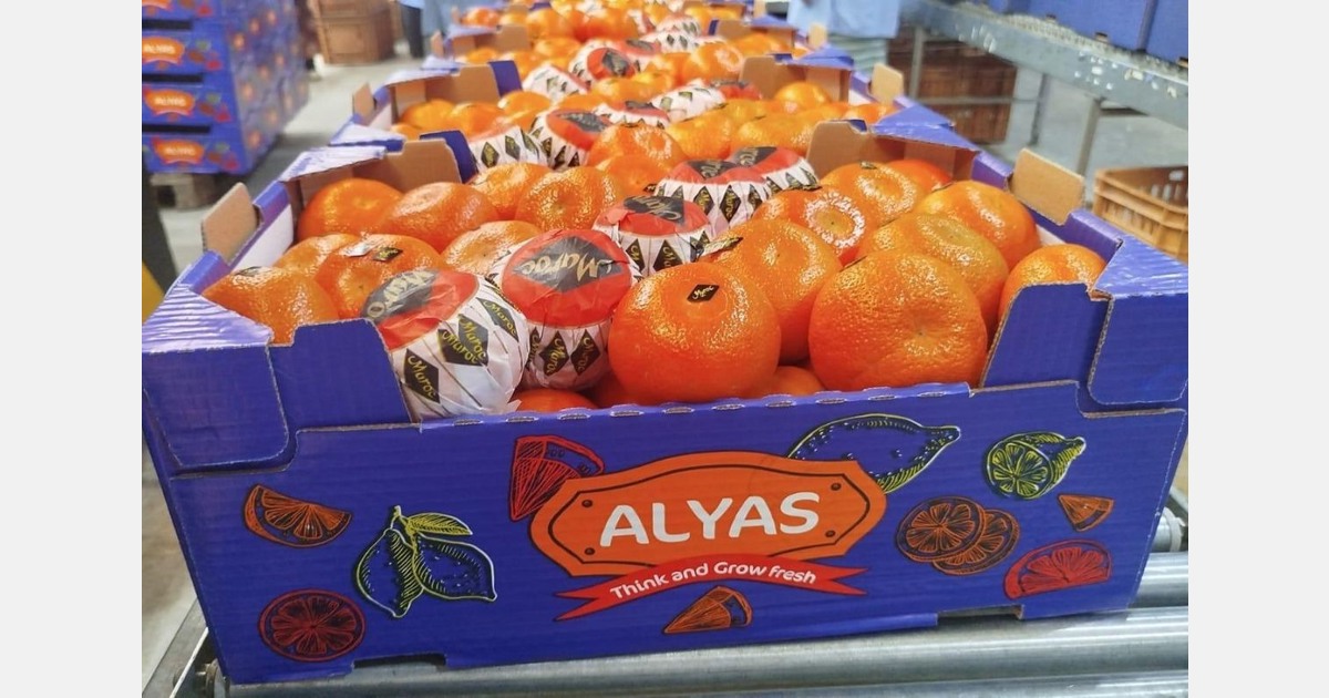 Laatste oogst Marokkaanse Nadorcott