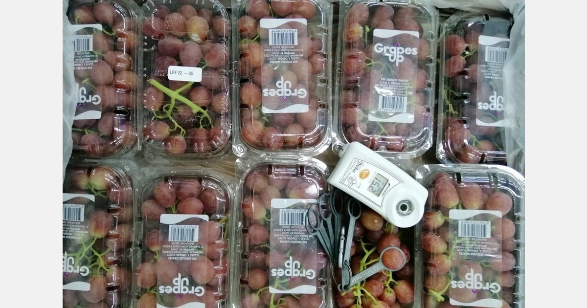 Export Egyptische druiven binnenkort van start