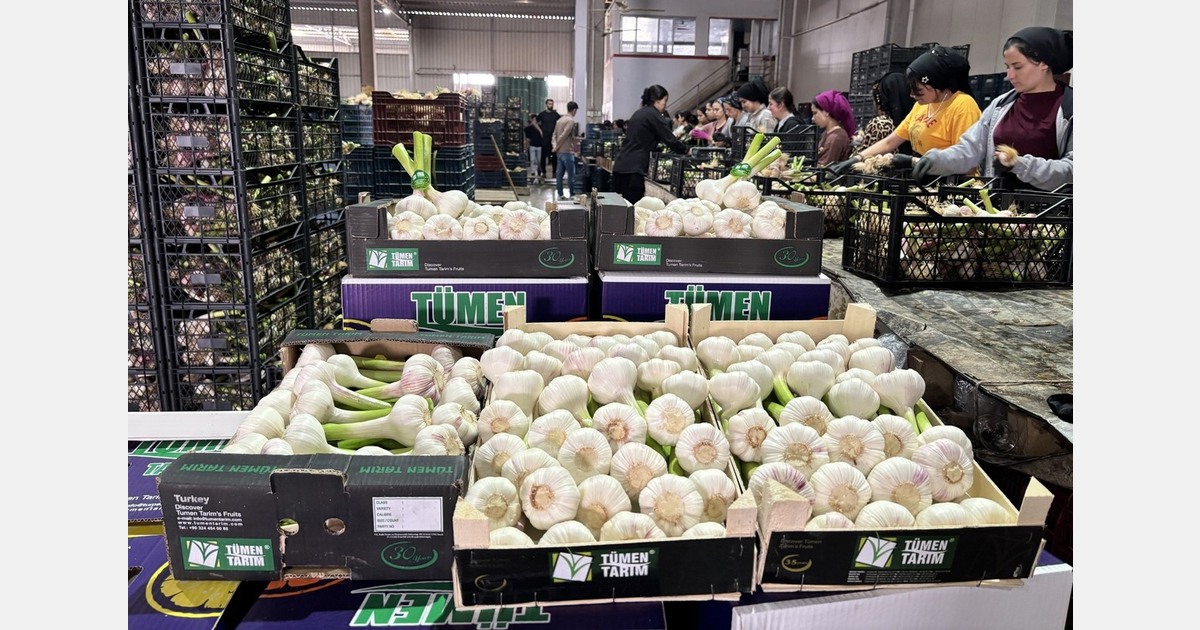 "Oogst Turkse knoflook goed van start"