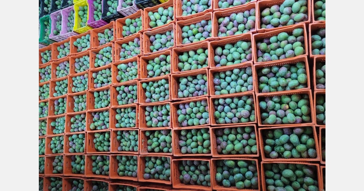 "Vraag naar Senegalese bio mango's zo groot, dat we het nauwelijks ...