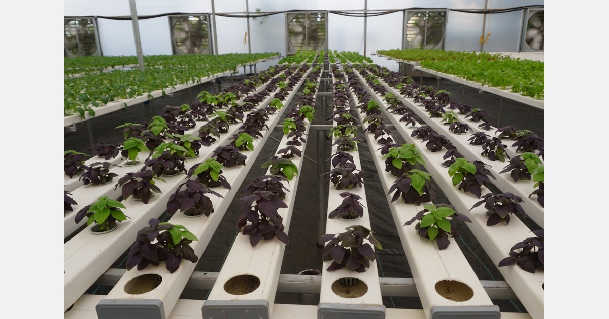 "Stijging in de Indiase verkoop van groenten en fruit uit hydroteelt"