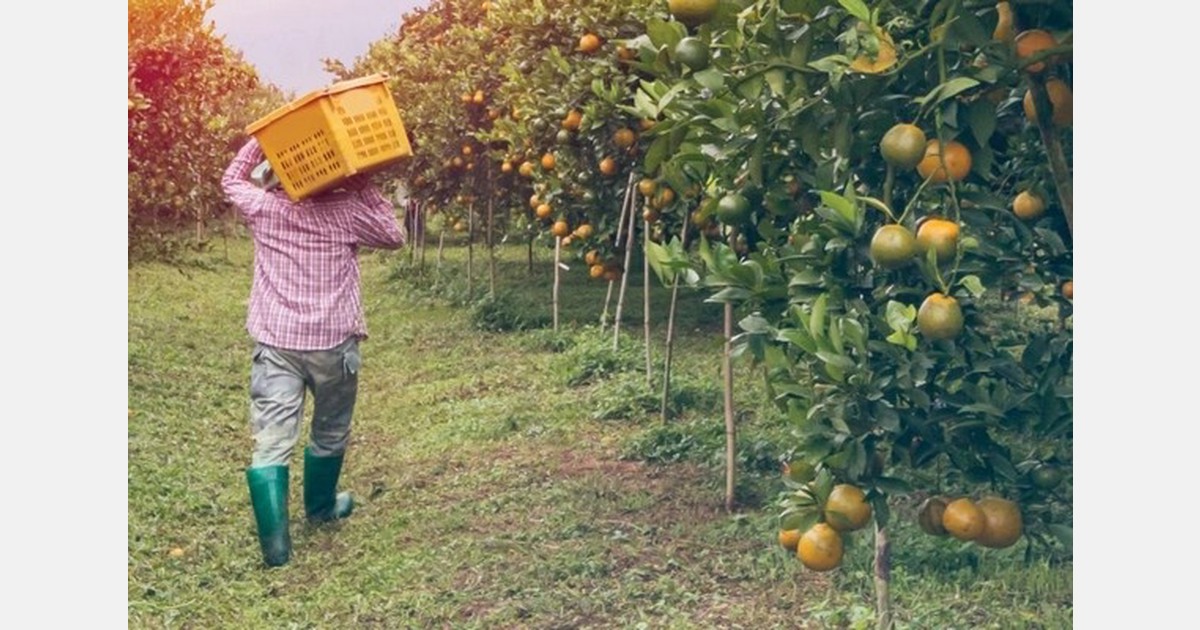 Mehadrin breidt avocado- en citrusteelt uit in Peru en Marokko