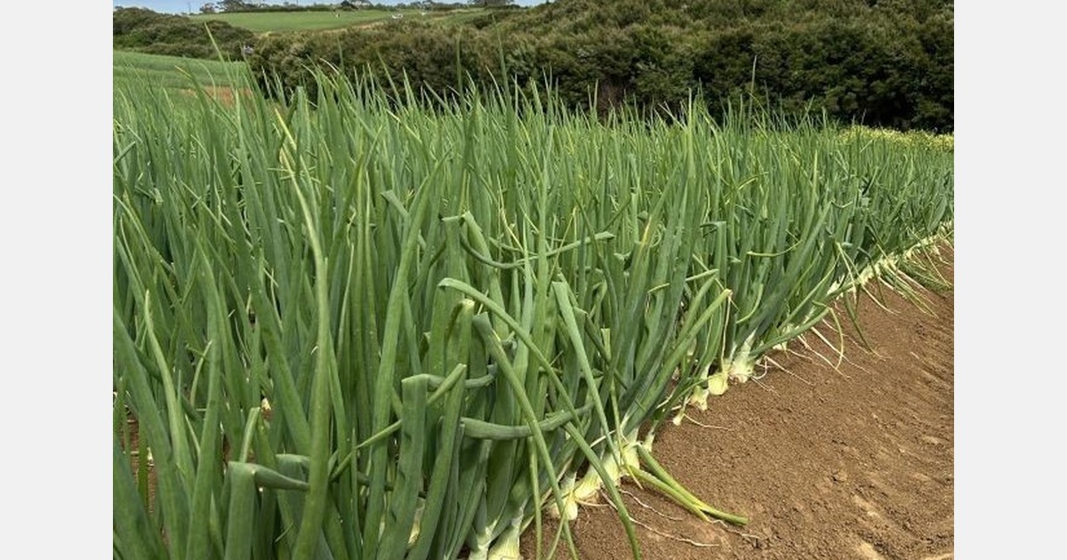 Nieuw-Zeeland start oogst zeer vroege uien, export verwacht vanaf januari
