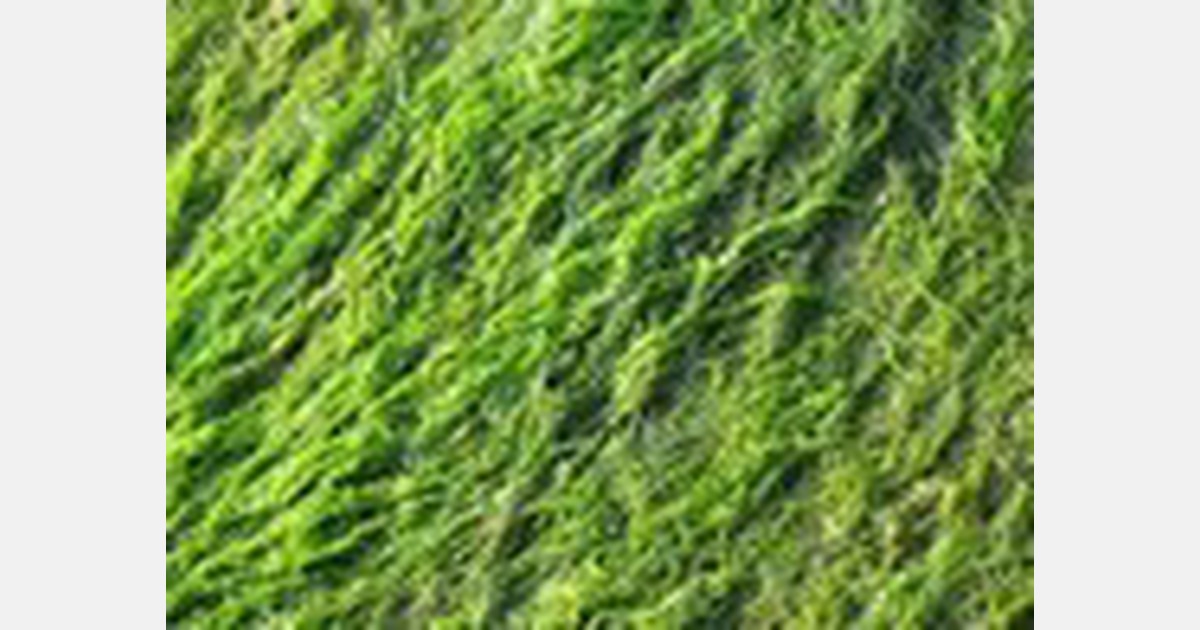 Plastic uit plantmateriaal: tomaten, algen en andere afbreekbare producten