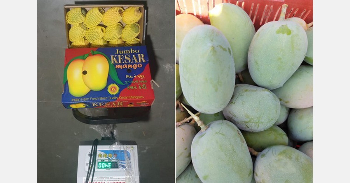 "Indiase mango's tot ver in juli op de markt"