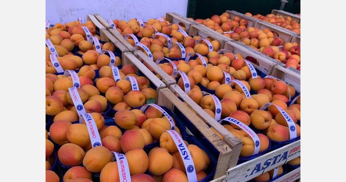 "In 2022 verhandelden we in deze tijd van het jaar al steenfruit per ...