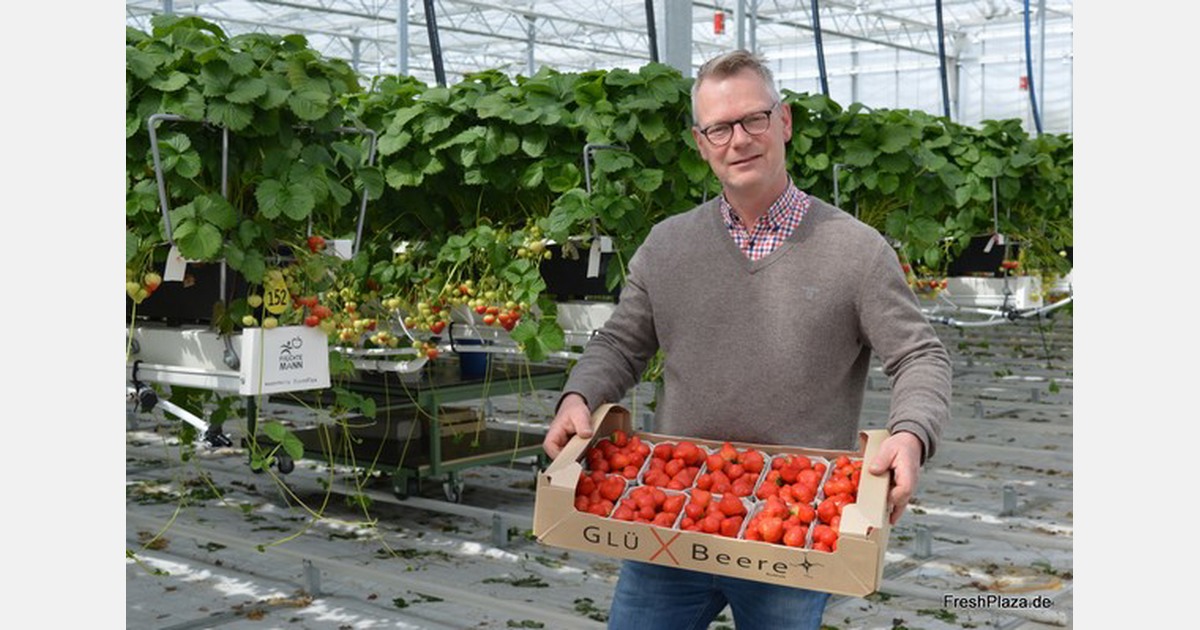 Oogst Duitse kasaardbeien van start