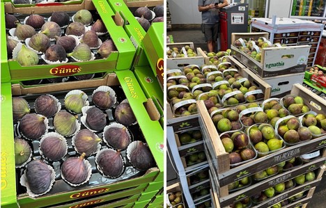 "Zwarte vijgen worden nu ook in Zuid-Turkije geteeld"