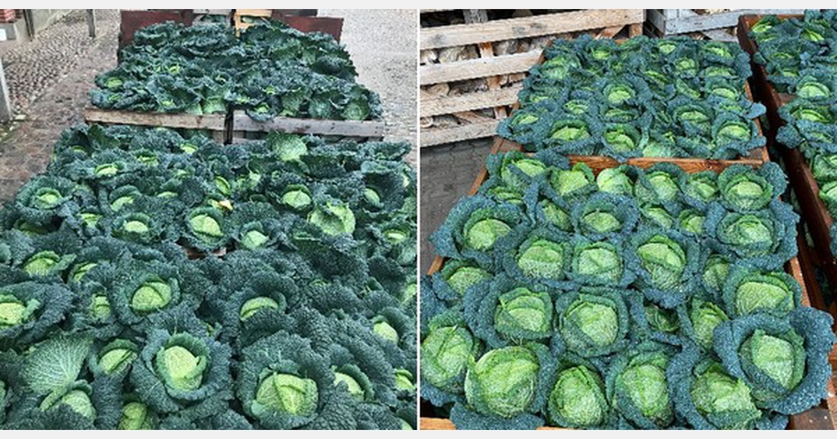 "Nooit problemen met de afzet van onze kool"