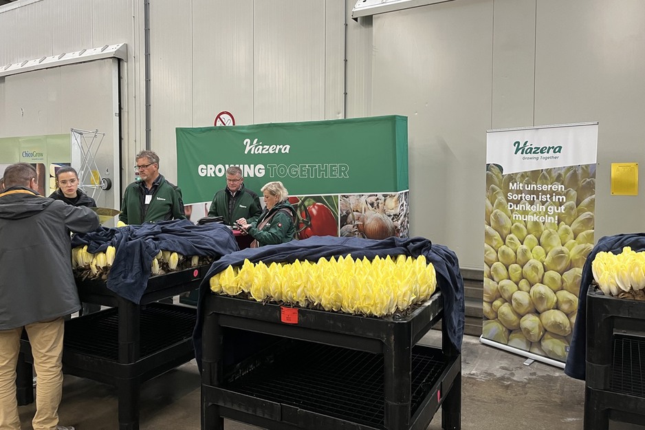 "Vanaf 2025 nieuwe gewasbeschermingsmiddelen nodig in witlofsector"