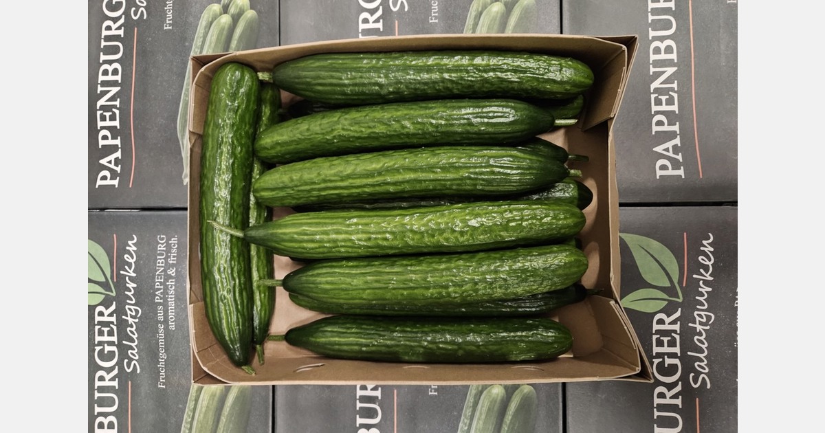 "Eerste Papenburgse komkommers met enige vertraging op de markt"