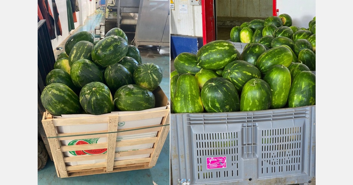 Start van Italiaanse watermeloenoogst