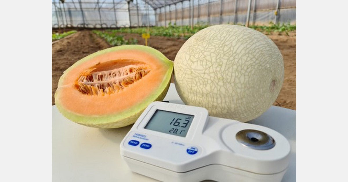 Innovatieve witte meloen met oranje vruchtvlees in Spanje