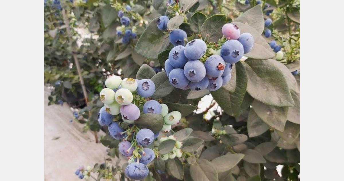 "In Zuid-Marokko bewijst Blue Manila zijn waarde als extra vroeg ras"