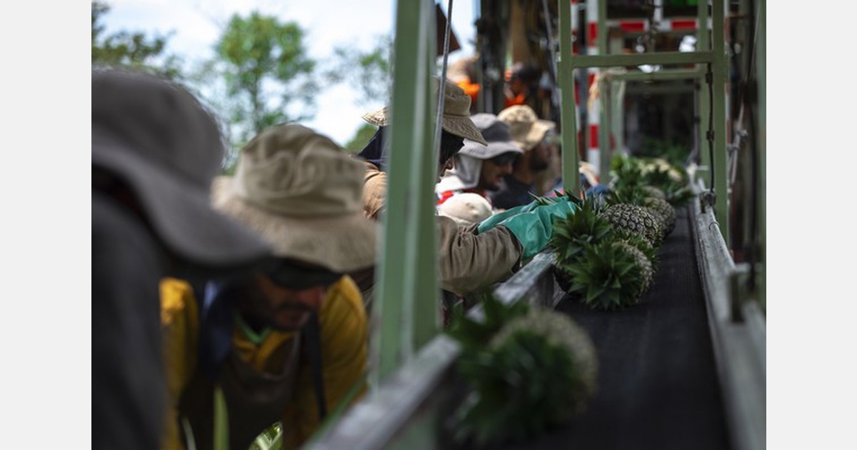 Ananasteelt goed voor 30% van de agro-export van Costa Rica