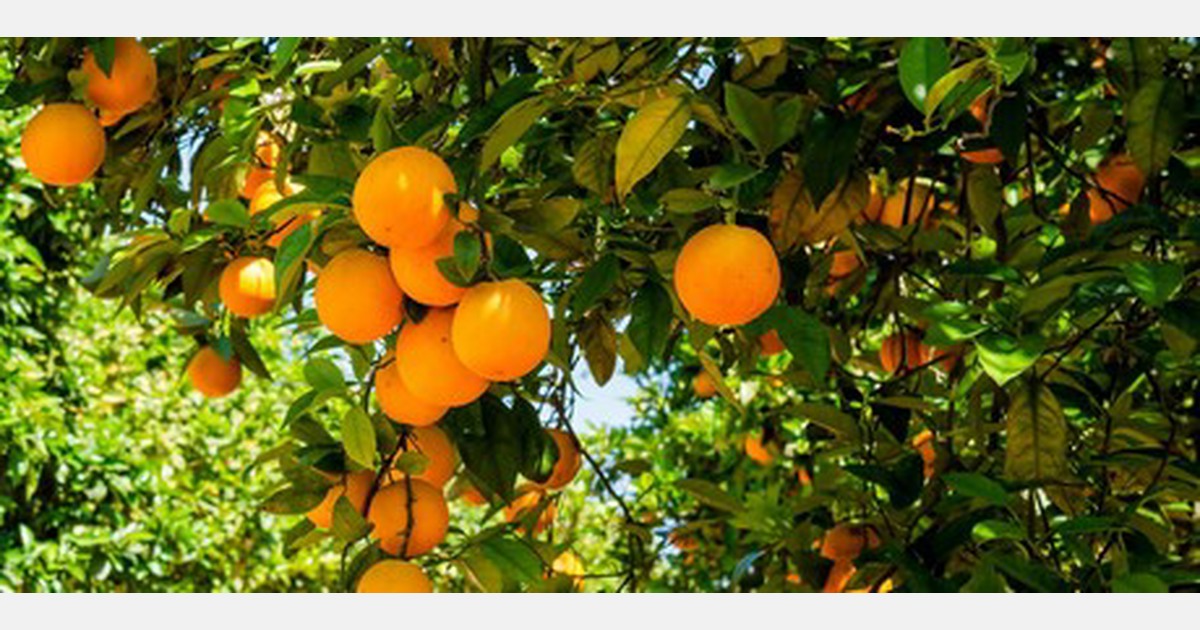 Vroege inkoop van sinaasappelen en mandarijnen in Spanje