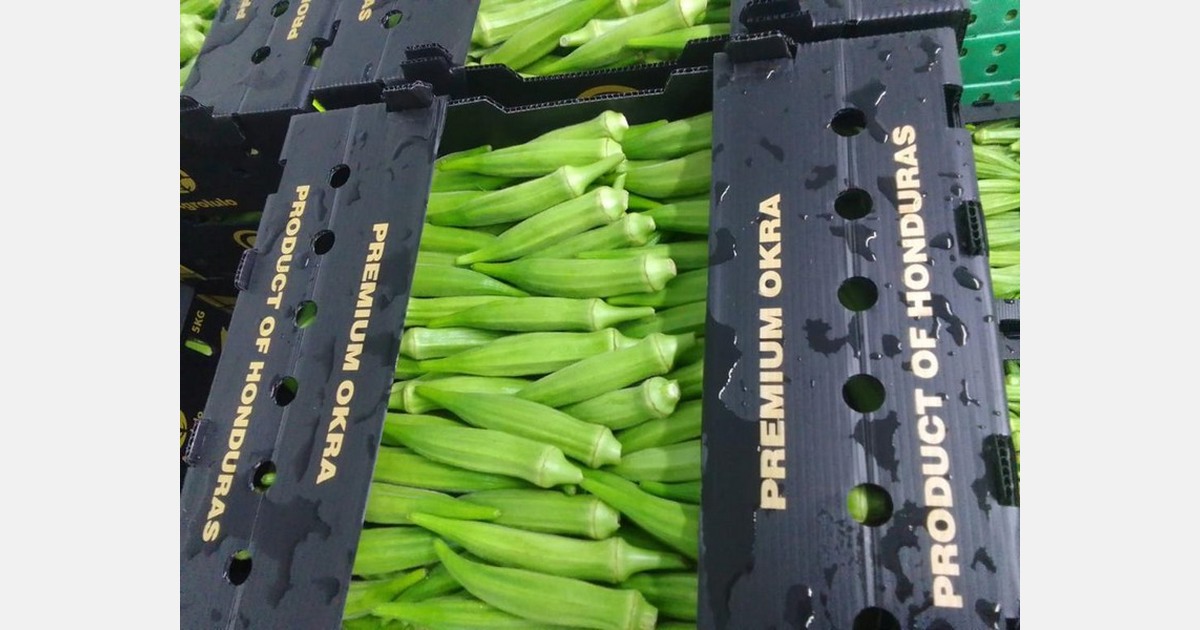 "We exporteren ruim 60 pallets okra per week"