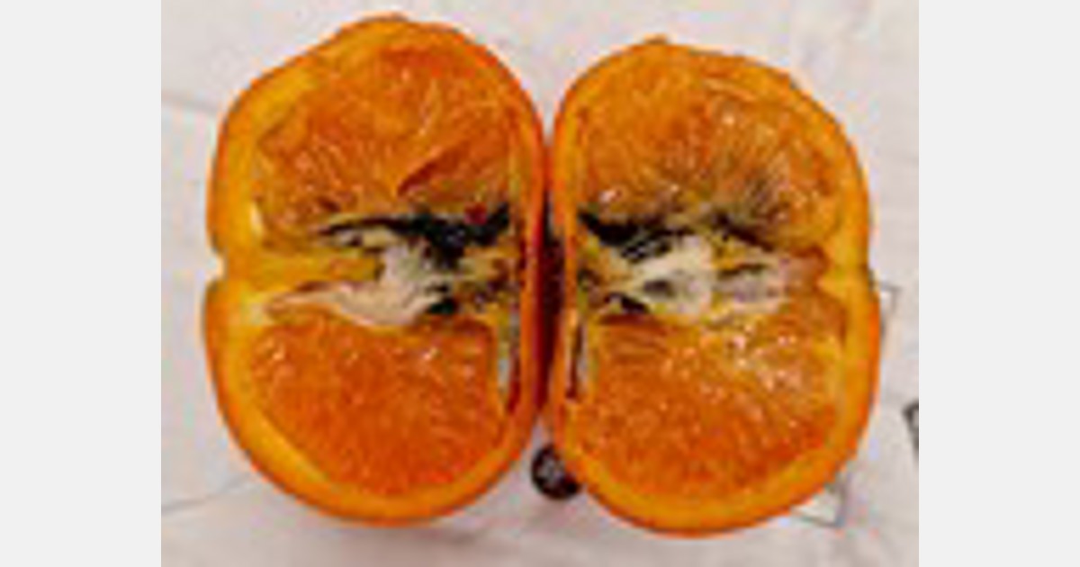 Bezorgdheid in Spanje om Afrikaans fruitmot in Marokkaanse granaatappelen