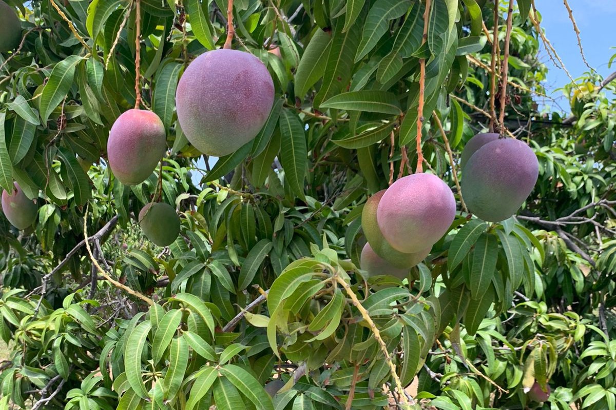 "Wie nu mango's wil, moet het chequeboekje bovenhalen"