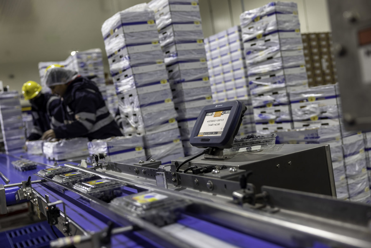 Agrovision breidt blauwe bessenteelt uit naar Mexico, Marokko, India en ...