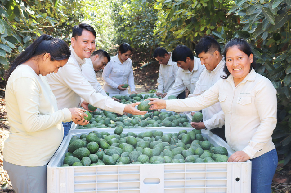 Ingleby Farms zet in op Jack's Salute druiven