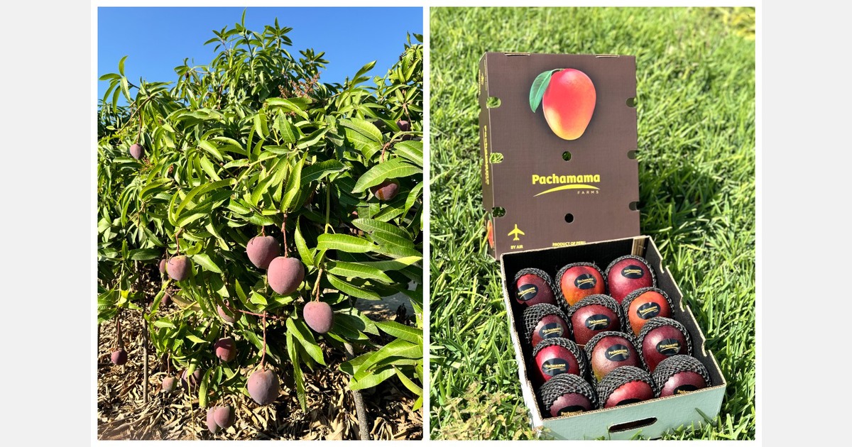 "500 containers plus 500 ton vliegmango's voor de export"