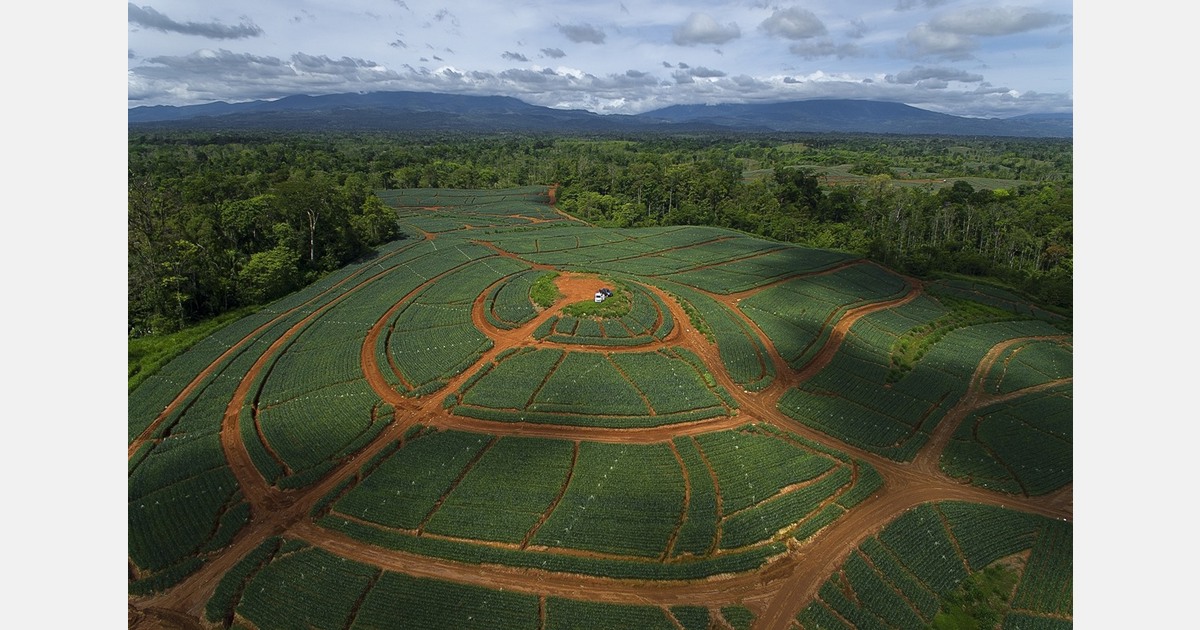 "Afhankelijkheid van import grondstoffen maakt ananasteelt in Costa Rica duurder"